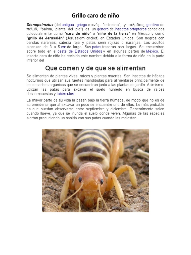 Grillo Caro de Niño | PDF | Araña