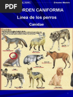 Evolución y origen del perro | PDF | Perros | Osos