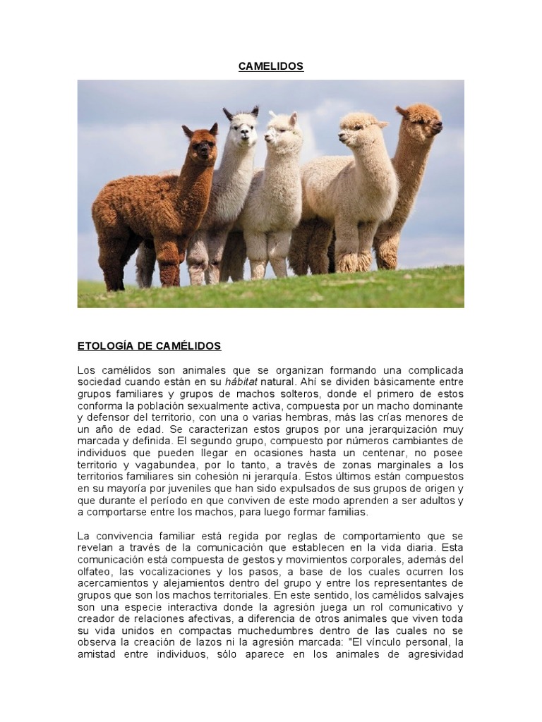 CAMELIDOS | PDF | Agresión