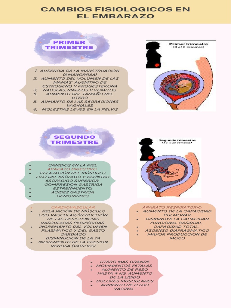 Cambios Fisiologicos en La Mujer | PDF | El embarazo | Músculo esquelético