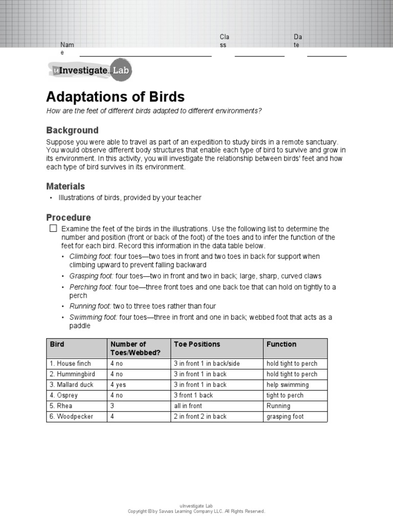 MGLS - CT - Uinvestigate - Lab - AdaptationofBirds | PDF | Birds ...