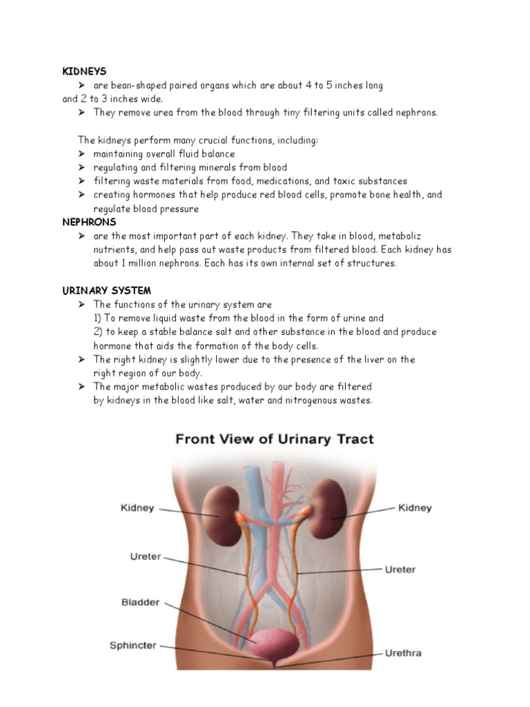 KIDNEYS | PDF