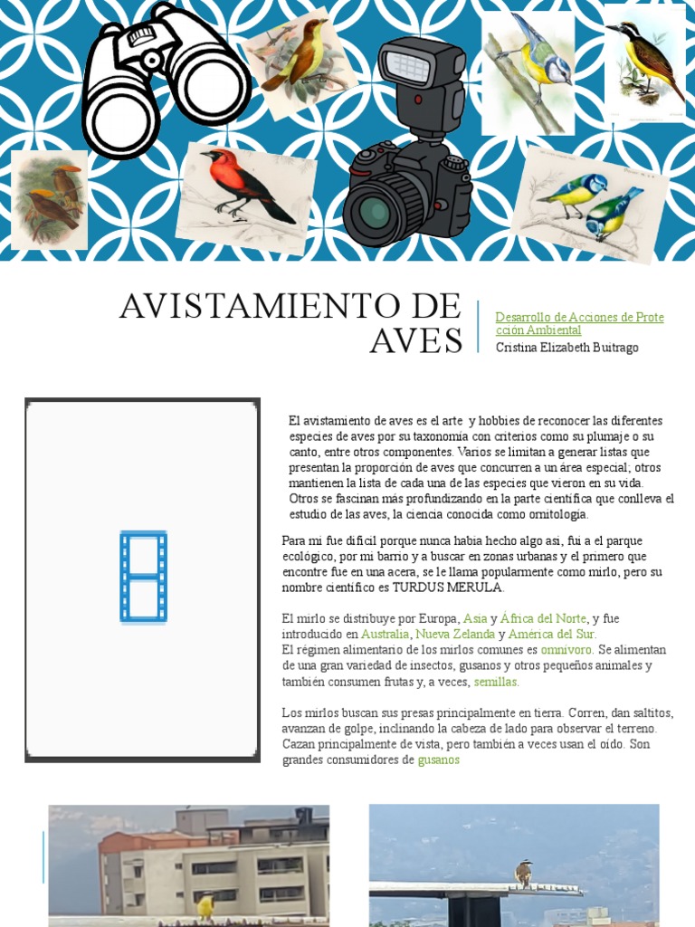 Avistamiento de Aves | PDF | Aves | Aves holarctic