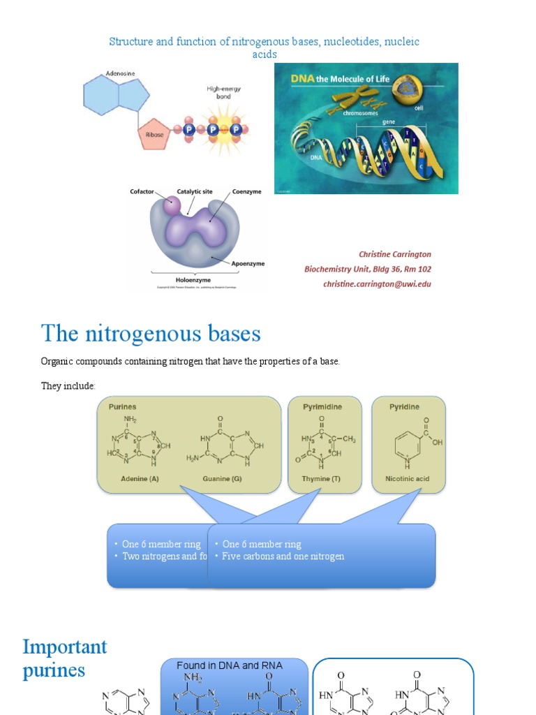 Nitrogenous Bases, Nucleotides and Nucleic Acids - For Upload | PDF ...