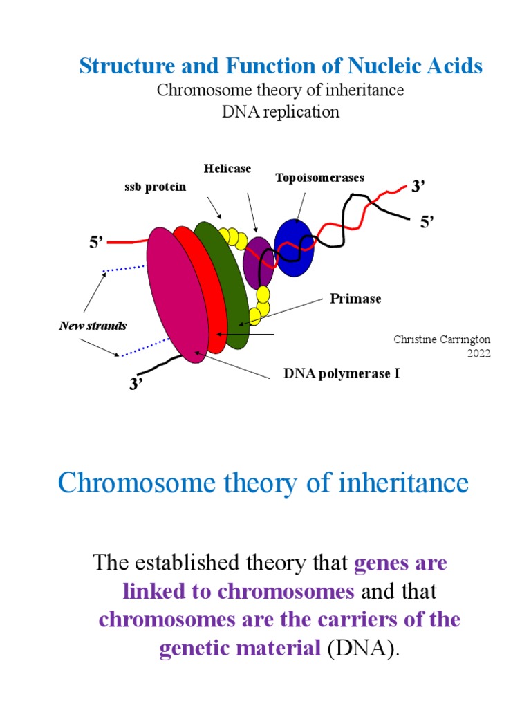 Chromosome Theory of Inheritance and DNA Replication - For Upload | PDF ...