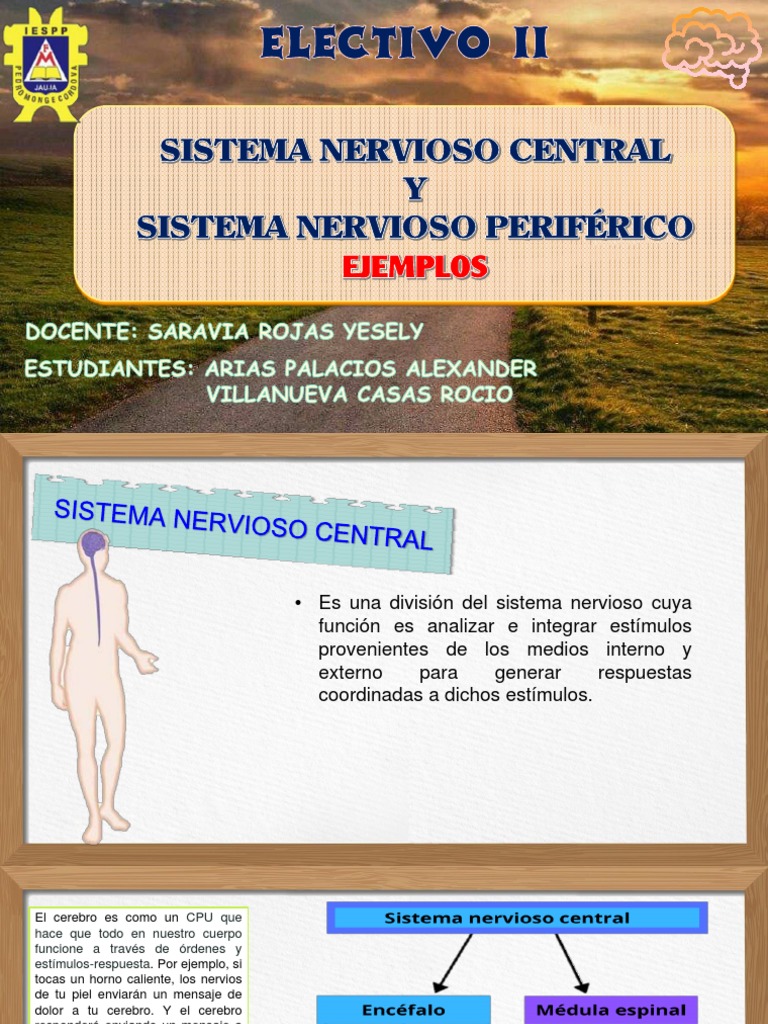 Ejemplos SNC - SNP | PDF | Cerebro | Sistema nervioso