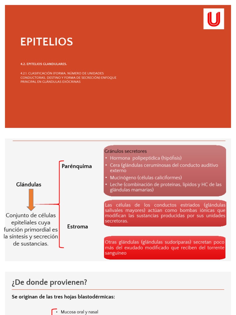 Epitelios Glandulares | PDF | Epitelio | Sistema endocrino