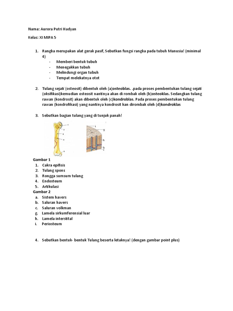 Alat Gerak Pasif - Aurora XI MIPA 5 | PDF | Ilmu Sosial | Kajian Bahasa ...