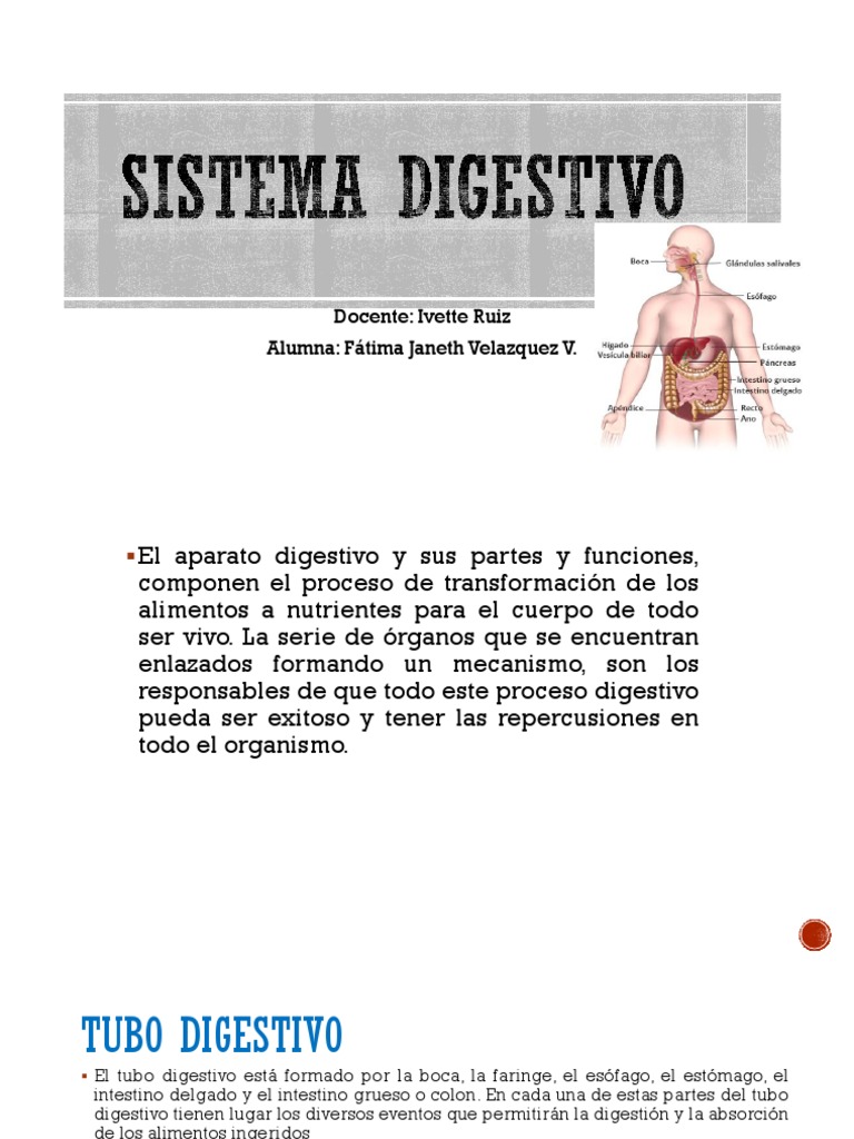 Sistema Digestivo | PDF | Digestión | Sistema digestivo humano