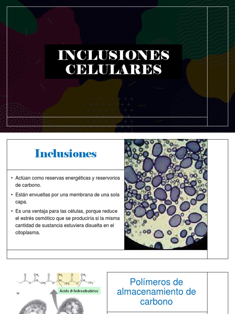 Tipos de Inclusiones Celulares | PDF | Cianobacterias | Las bacterias