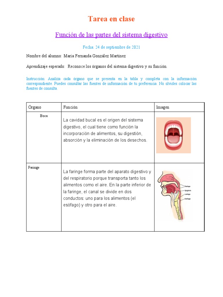 Sistema Digestivo Tarea en Clase. | PDF | Sistema digestivo humano ...