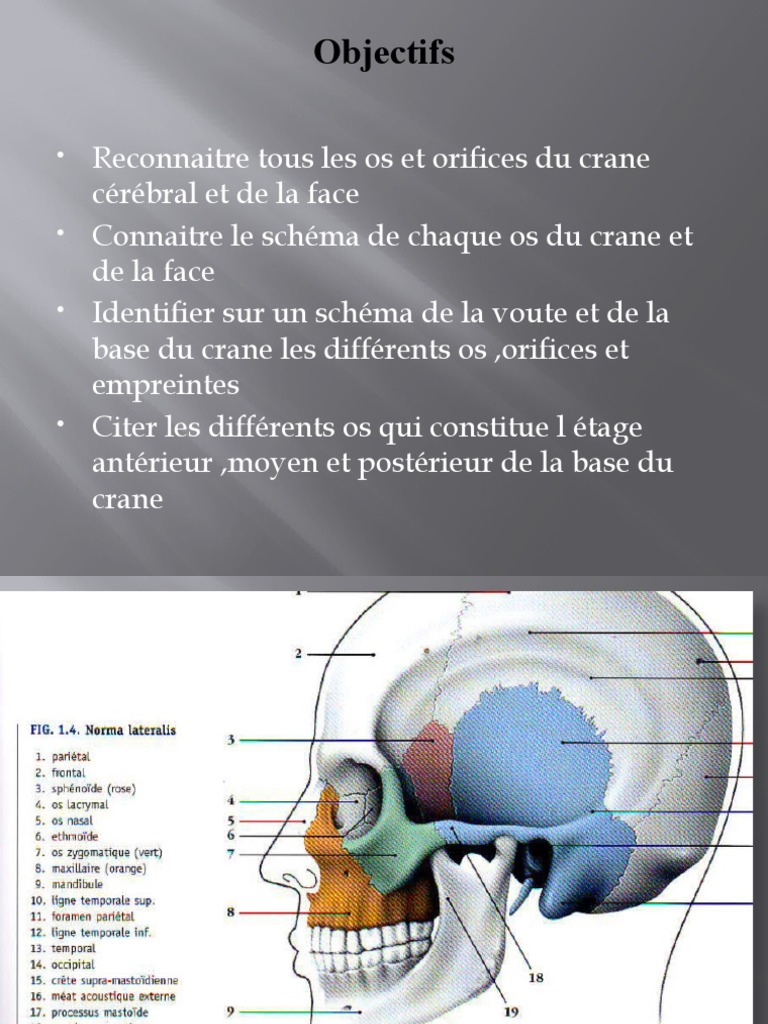 Ostéologie Du Crane Et De La Face Pdf Anatomie Tête Et Cou Chez Lhumain