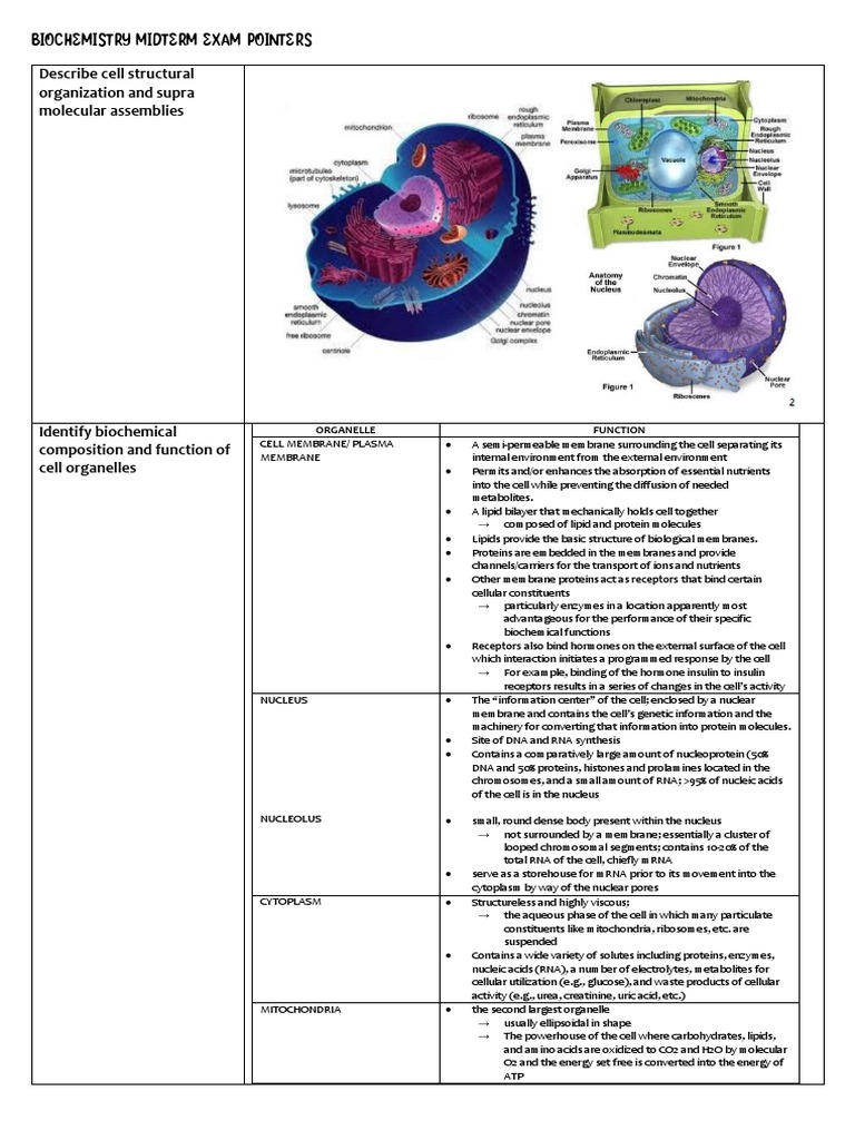 Biochemistry Midterm Exam Pointers | PDF | Cell (Biology) | Proteins Biochemistry Midterm Exam Pointers | PDF | Cell (Biology) | Proteins