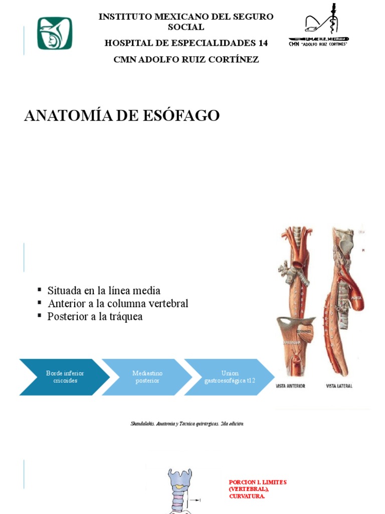 Anatomia Esófago | PDF | Abdomen | Tiroides
