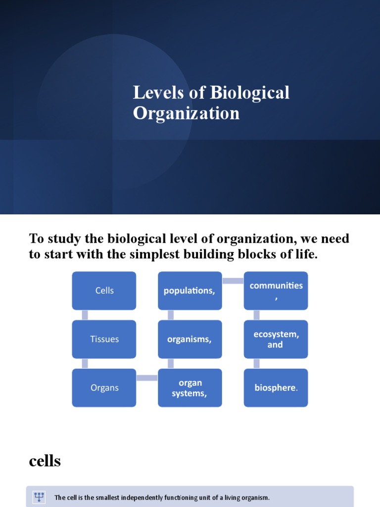 Levels of Biological Organization Explained | PDF | Tissue (Biology ...