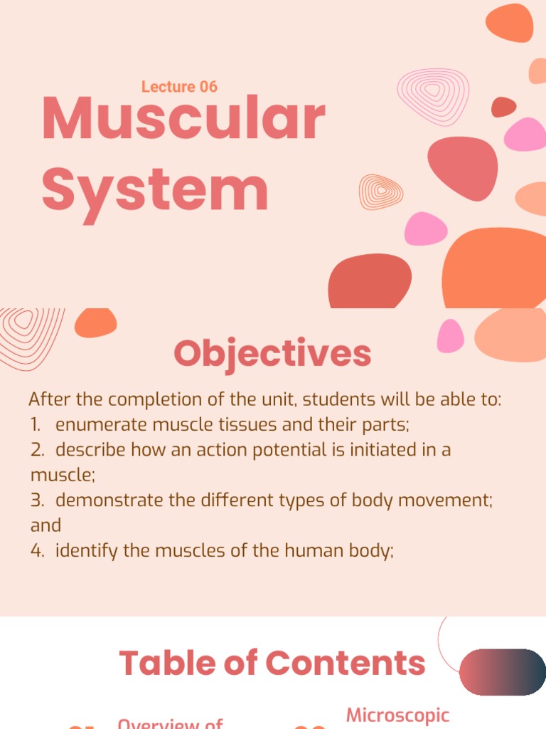 6 - Muscular System | PDF | Human Leg | Muscle Contraction