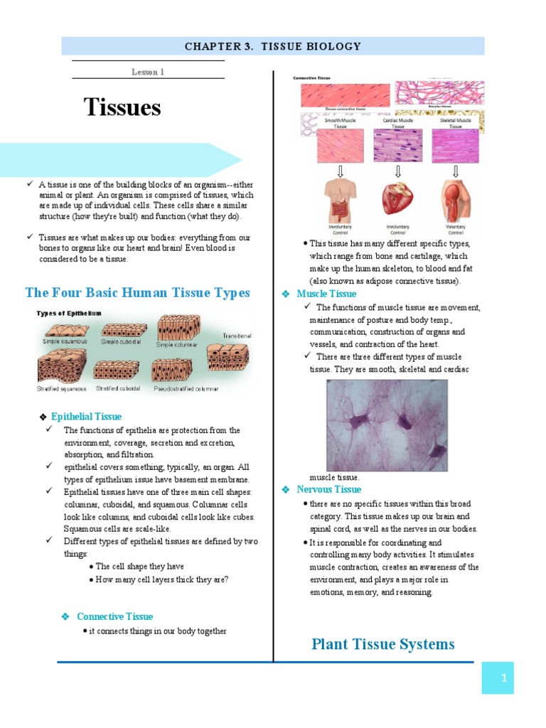 CHAPTER 3. Tissue Biology | PDF | Epithelium | Connective Tissue