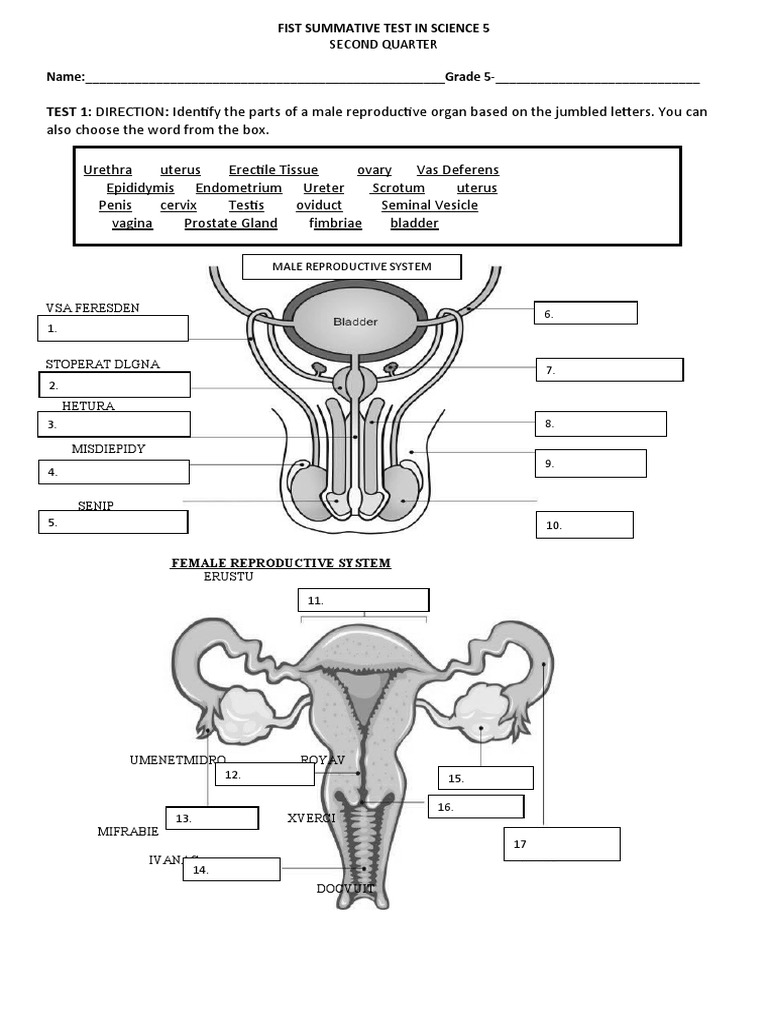 2ND Quarter 1ST Summ Science | PDF | Reproductive System | Uterus