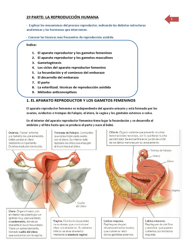 Bloque III_Anatomía y fisiología3 | PDF | Sistema reproductivo | El ...