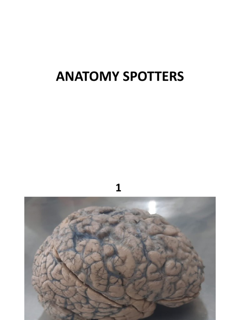 Anatomy Spotters Part 1 | PDF