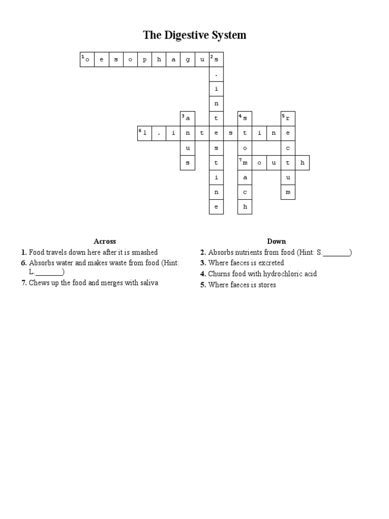 The Digestive System Crossword | PDF