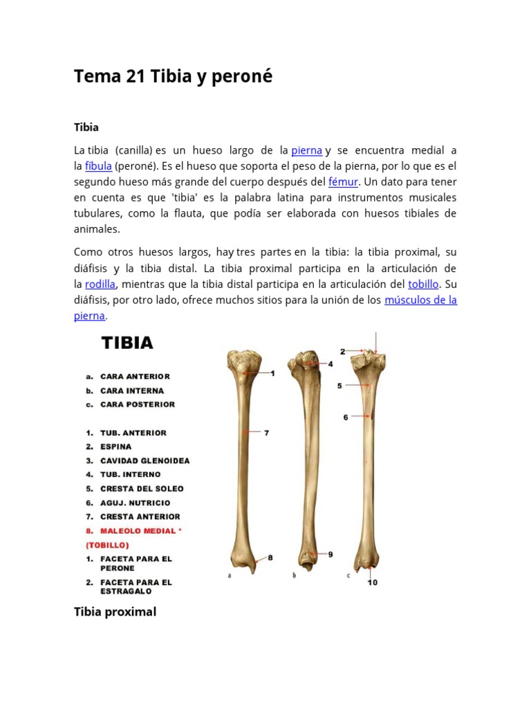 Anatomía de la Tibia y Peroné | PDF | Rodilla | Articulación
