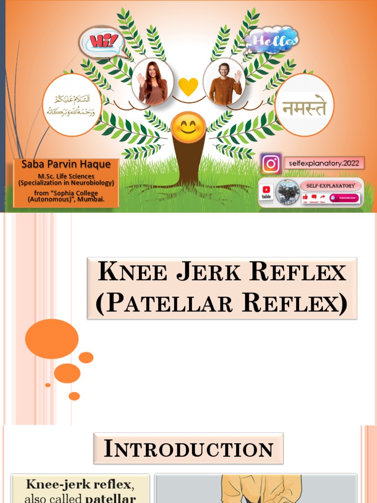 Knee Jerk Reflex | PDF | Nervous System | Limbs (Anatomy)