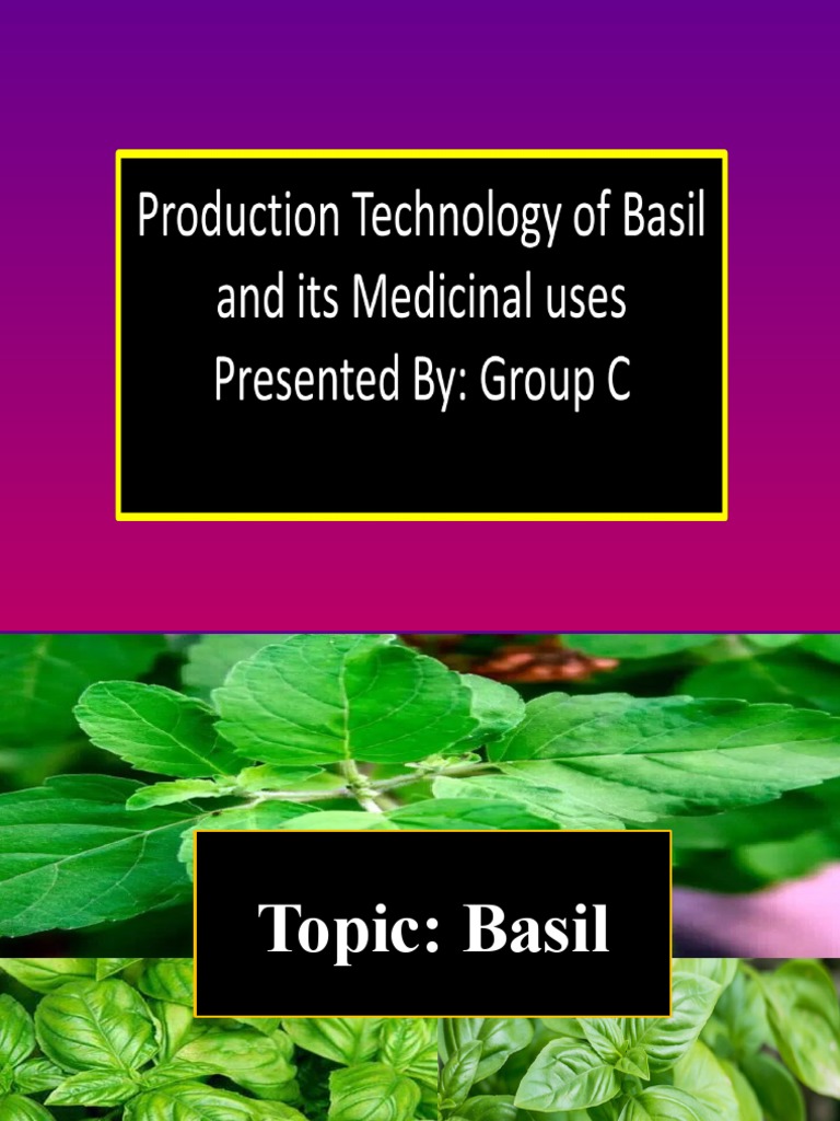 Basil | PDF | Basil | Sowing