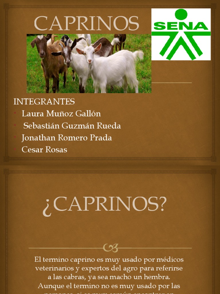 CAPRINOS | PDF | Cabra | Oveja