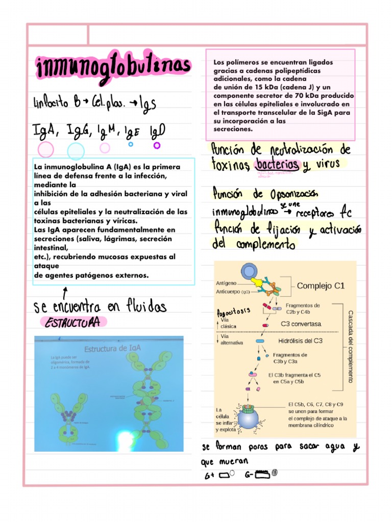 Funciones De Las Inmunoglobulinas Pdf Sistema Complementario