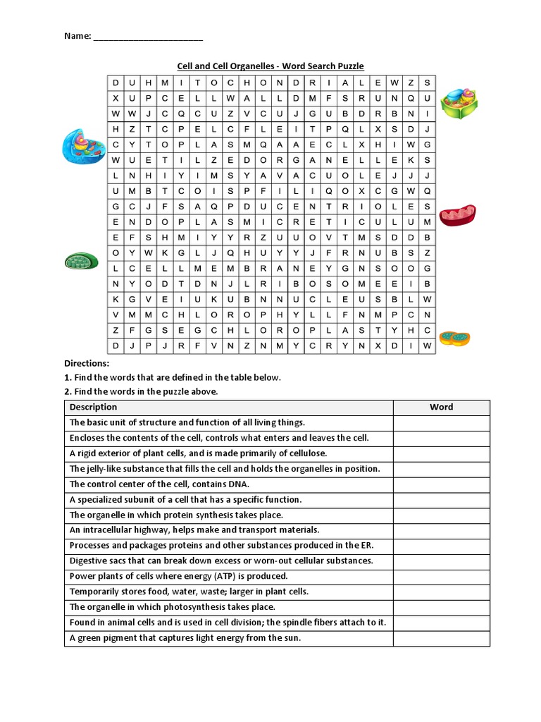 CellandCellOrganellesWordSearchPuzzleWorksheetActivityPrintable-2 | PDF ...