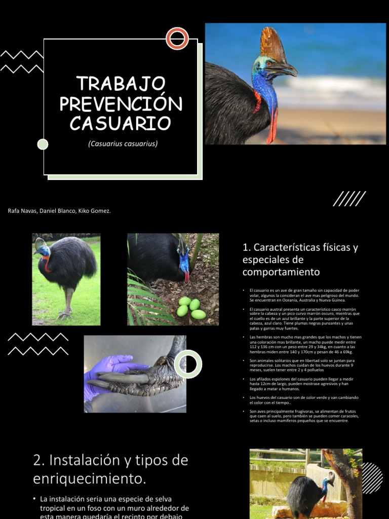 Copia D de Casuari | PDF | Hogar, jardinería y bricolaje
