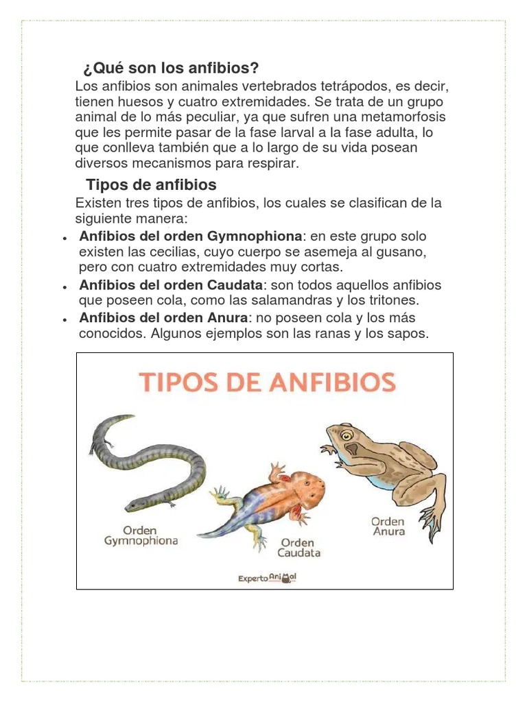 Información Sobre Los Anfibios | PDF | Anfibio | Branquia