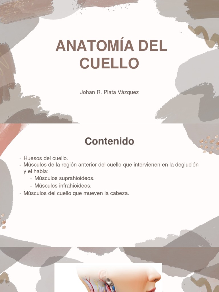 Anatomía del Cuello y sus Estructuras | PDF | Anatomía | Tejido suave