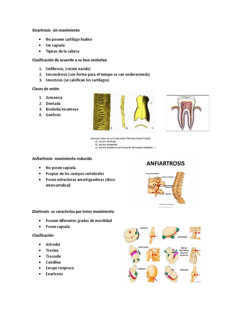 Sinartrosis | PDF | Articulación | Anatomía