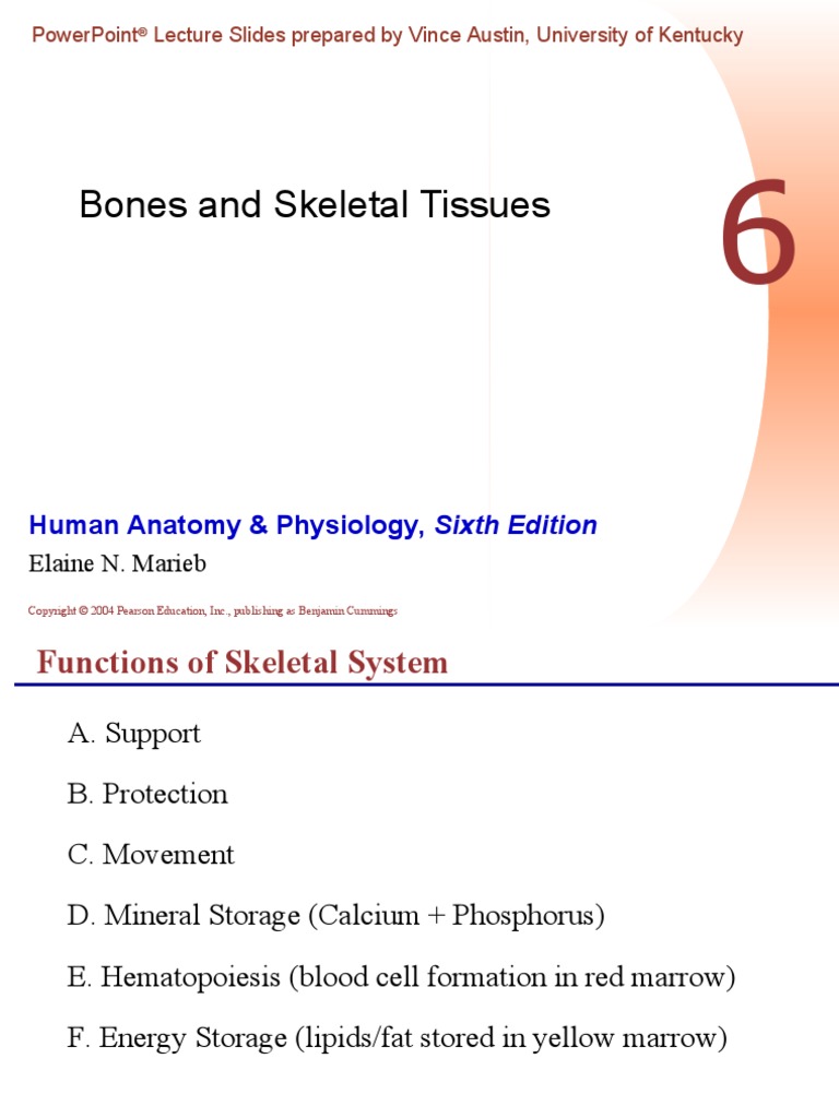 Chapter 06 - Bones and Skeletal Tissue | PDF | Bone | Osteoblast