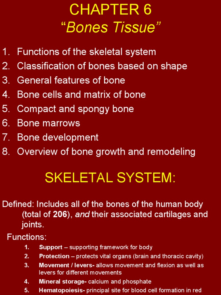 Chapter 6 Bone Tissue 2304 | PDF | Bone | Osteoblast