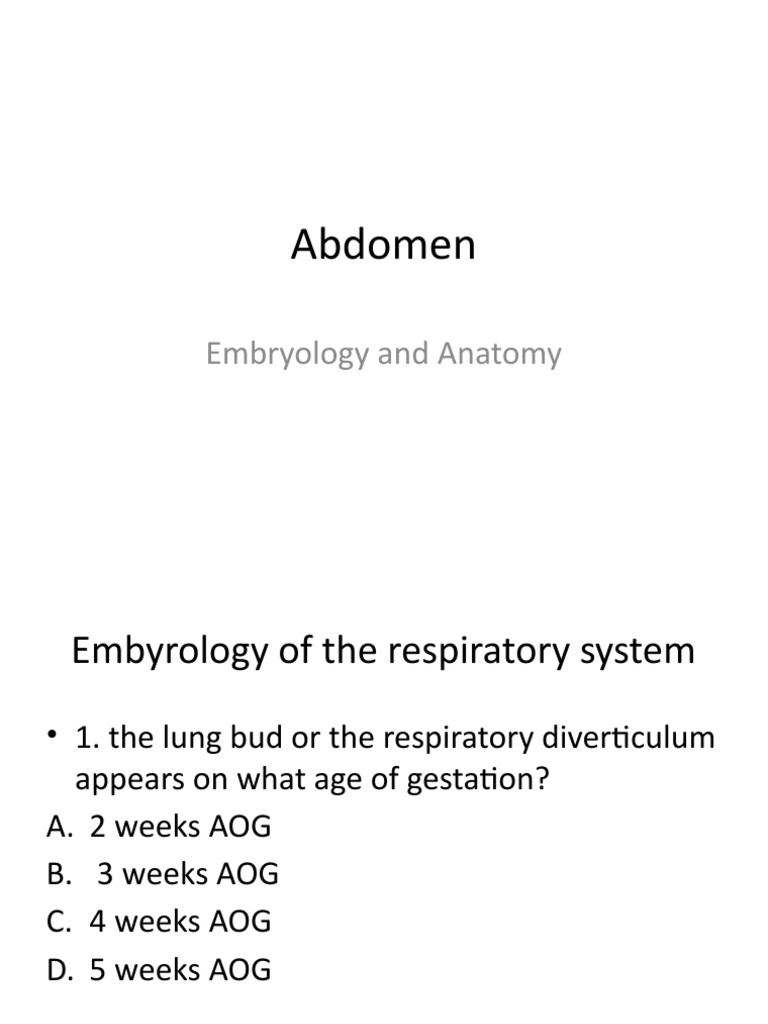 Abdomen Embryo | PDF | Gastrointestinal Tract | Larynx