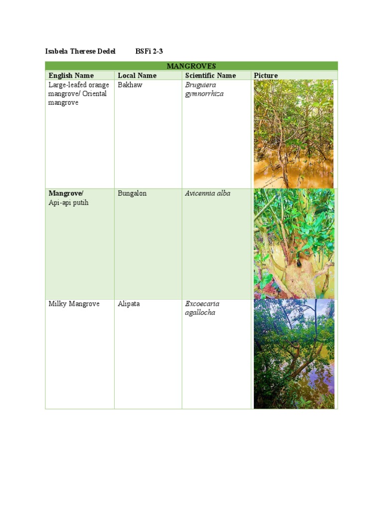 Mangroves | PDF