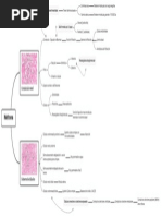 Anatomía del aparato reproductor del toro | PDF | Testículo | Semen