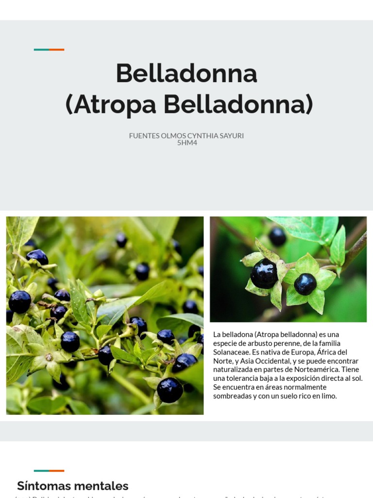 Belladonna (Atropa Belladonna) | PDF