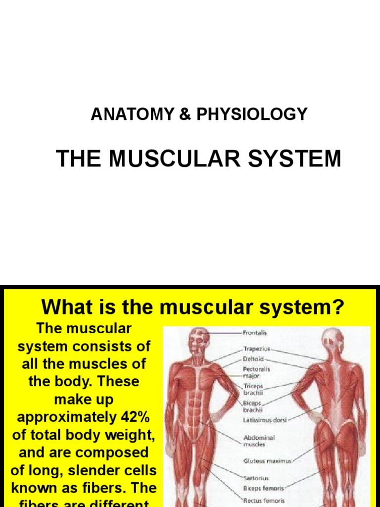 Anatomy & Physiology Muscular System | PDF | Skeletal Muscle | Anatomy