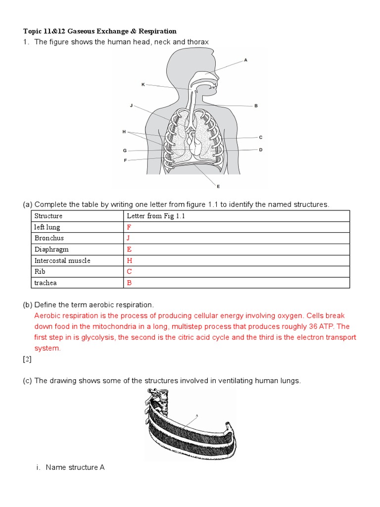 F3 Topic 11 & 12 Practice | PDF | Cellular Respiration | Lung