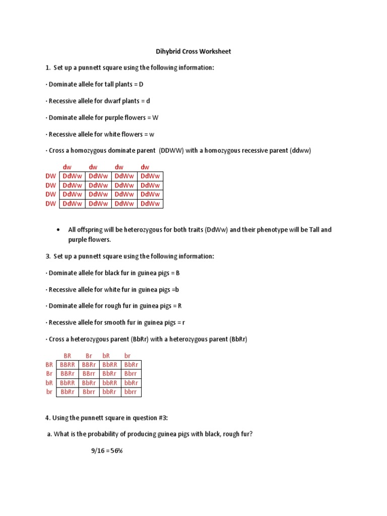 Dihybrid Cross Worksheet Answer Key | PDF
