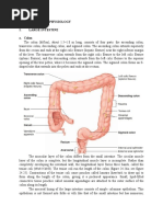 Sigmoid Colon Length and Anatomy | PDF | Large Intestine | Rectum