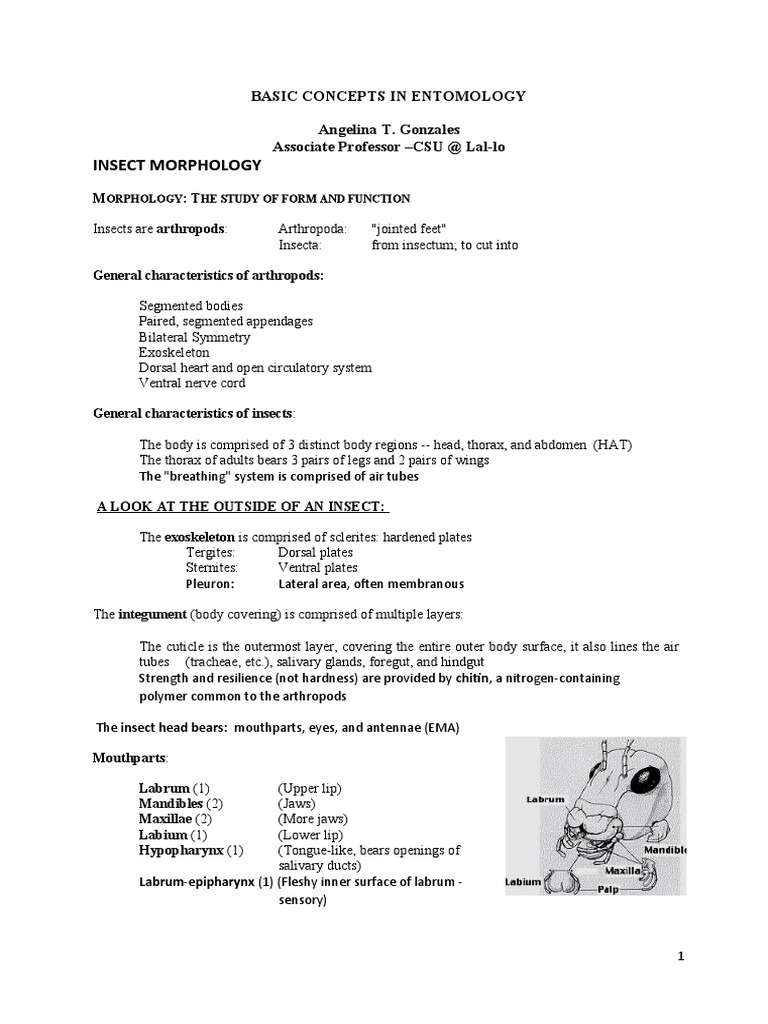 Basic Concepts in Entomology | PDF | Insects | Gill