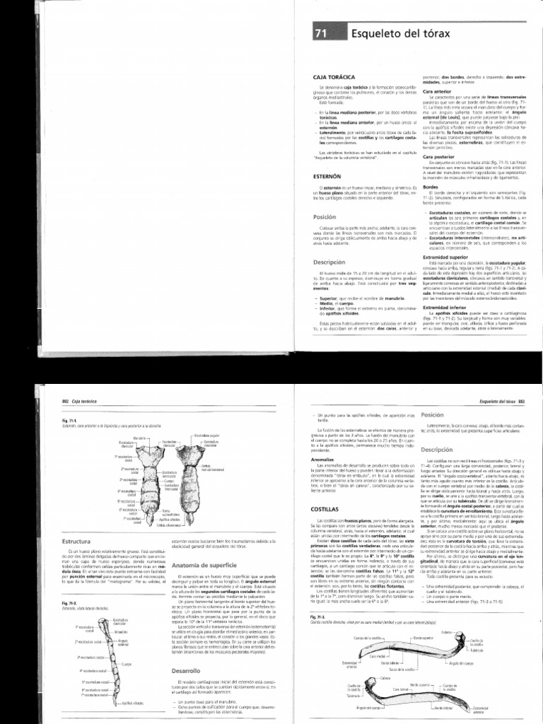 Latarjet. Anatomía Humana. Tomo II. Cap. 71 A 76. 91 A 99 | PDF