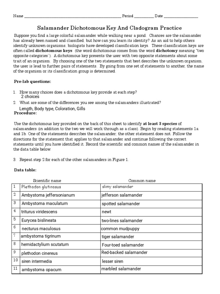 Salamander Dichotomous Key Practice | PDF | Tetrapods | Herpetology