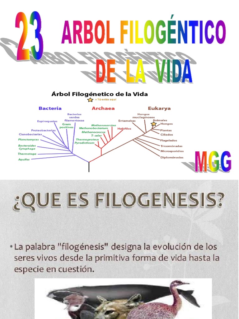 Arbol Filogenético de La Vida en La Tierra | PDF
