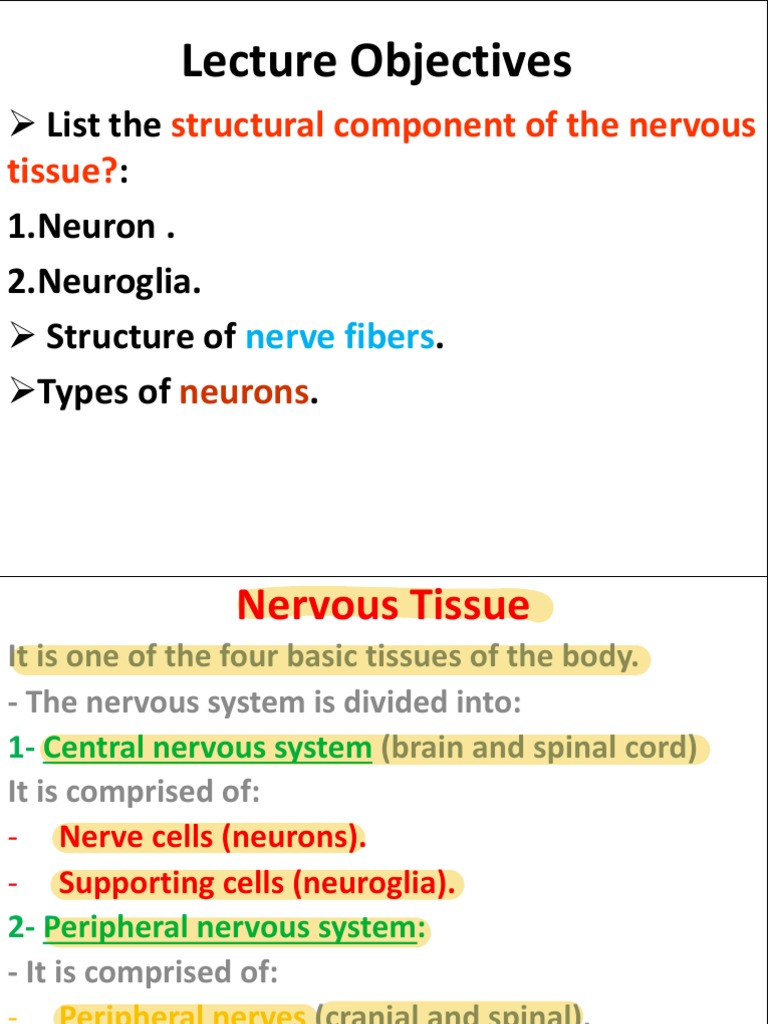 Nervous Tissue Modified 2020 | PDF | Axon | Nerve